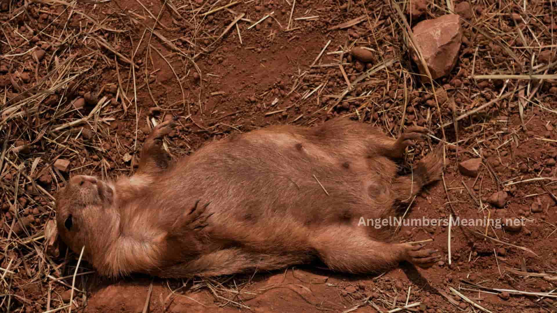 Understanding the Dead Squirrel Dream Symbol - Prosperous Venture