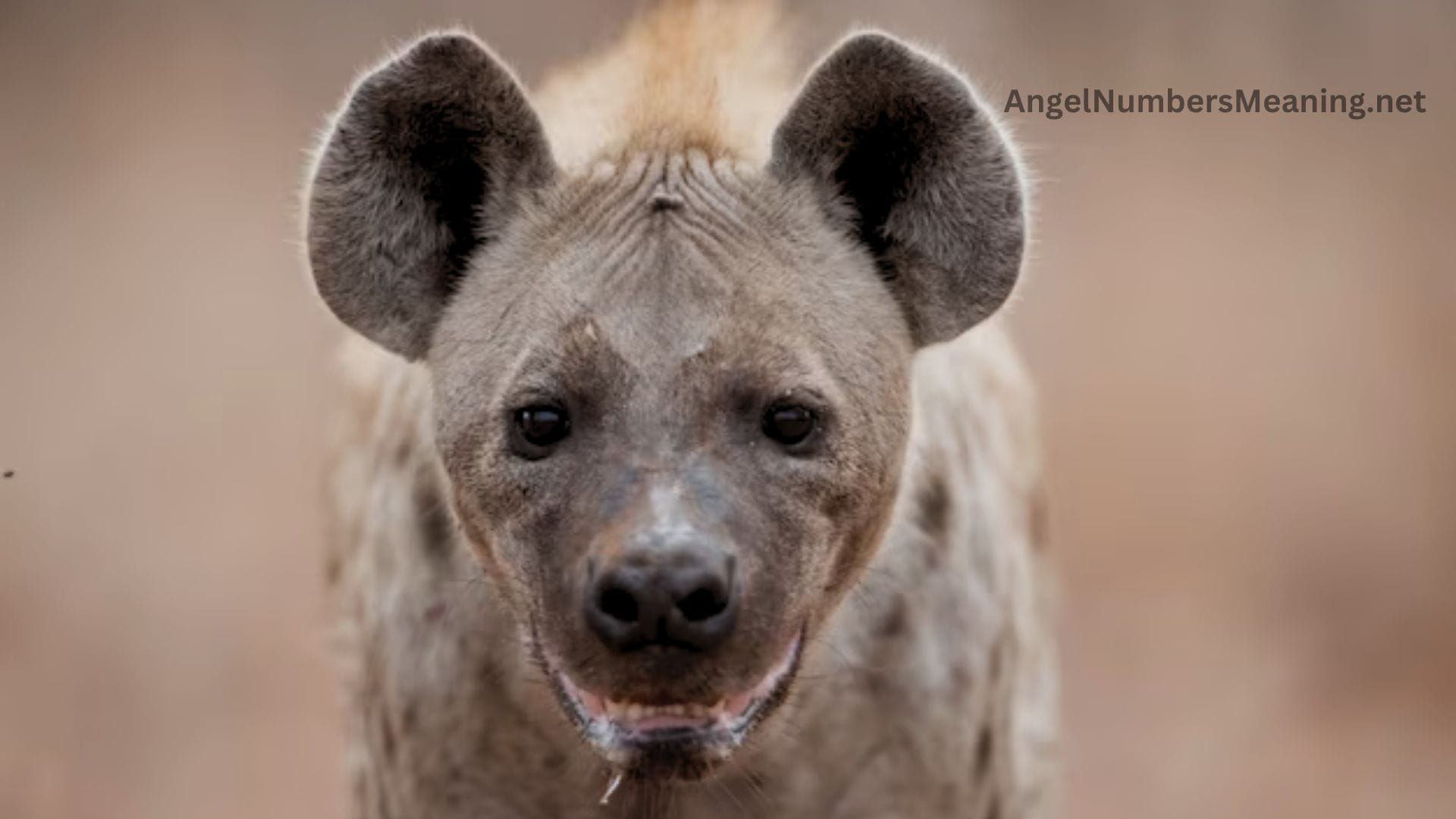 Biblical Meaning of Hyenas in Dreams - Prosperous Venture