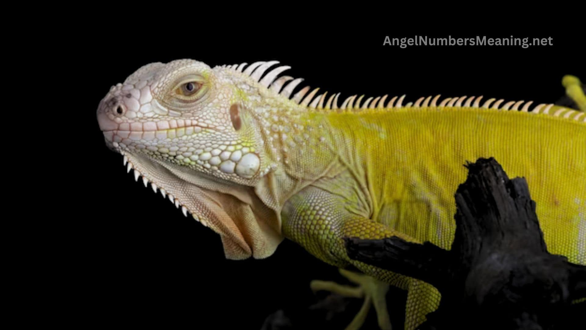 Biblical Meaning of Iguana in Dreams - Prosperous Venture